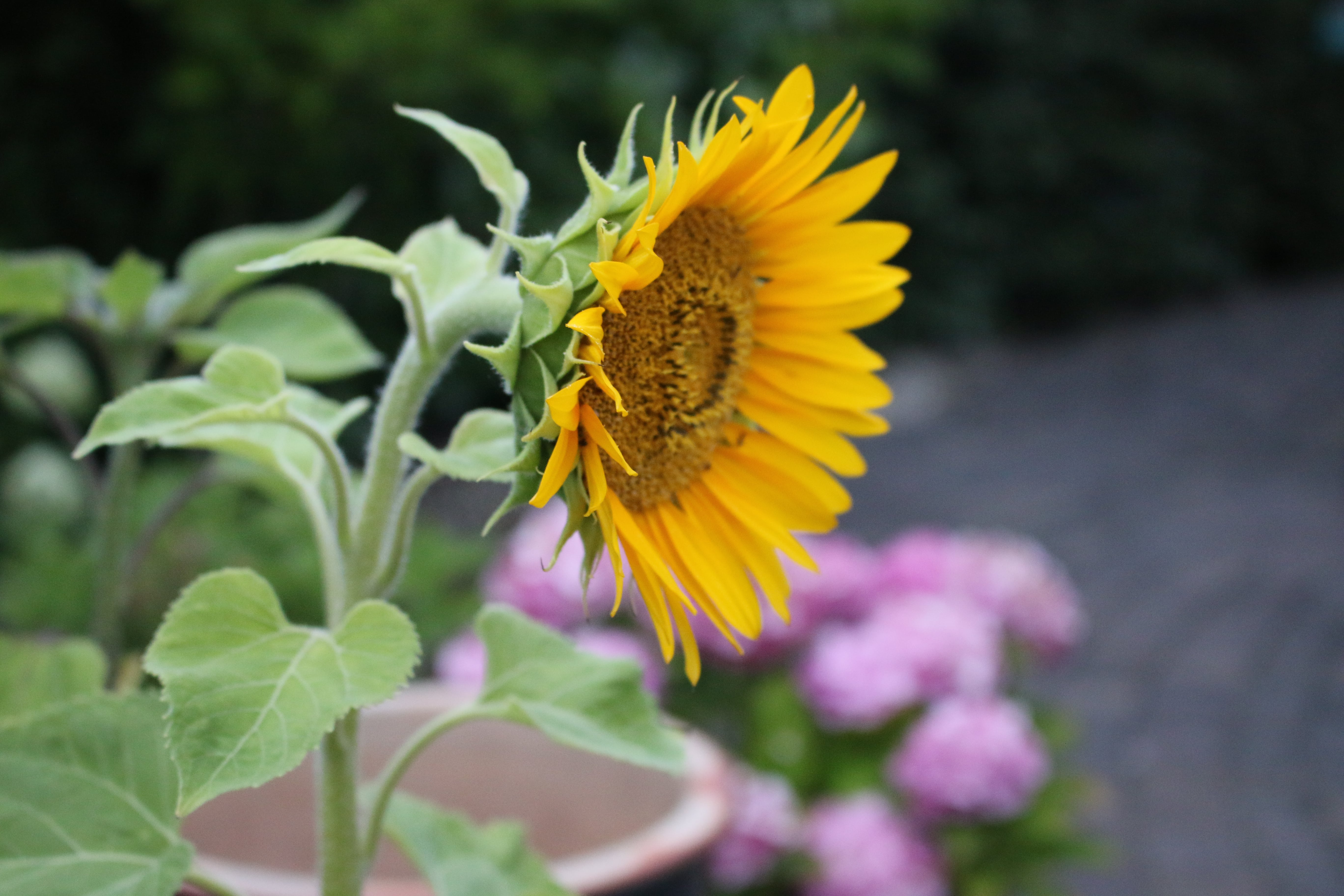 Snelwandelen | Tactus Verslavingszorg